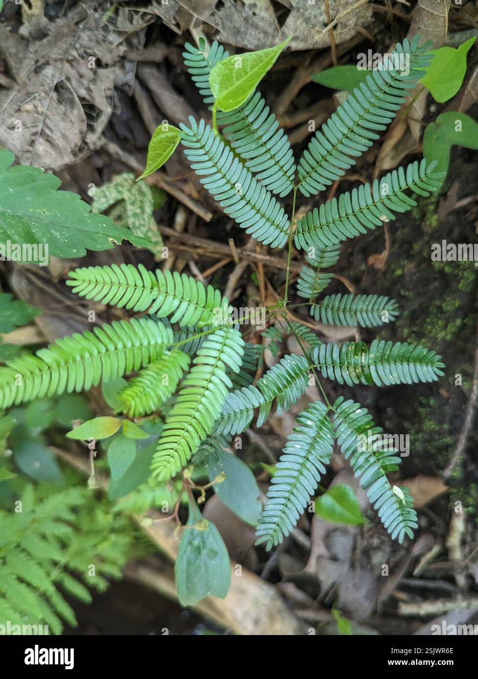 Acacias, Mimosas, mesquites, and allies (Mimosoideae), Plantae, Patulul ...
