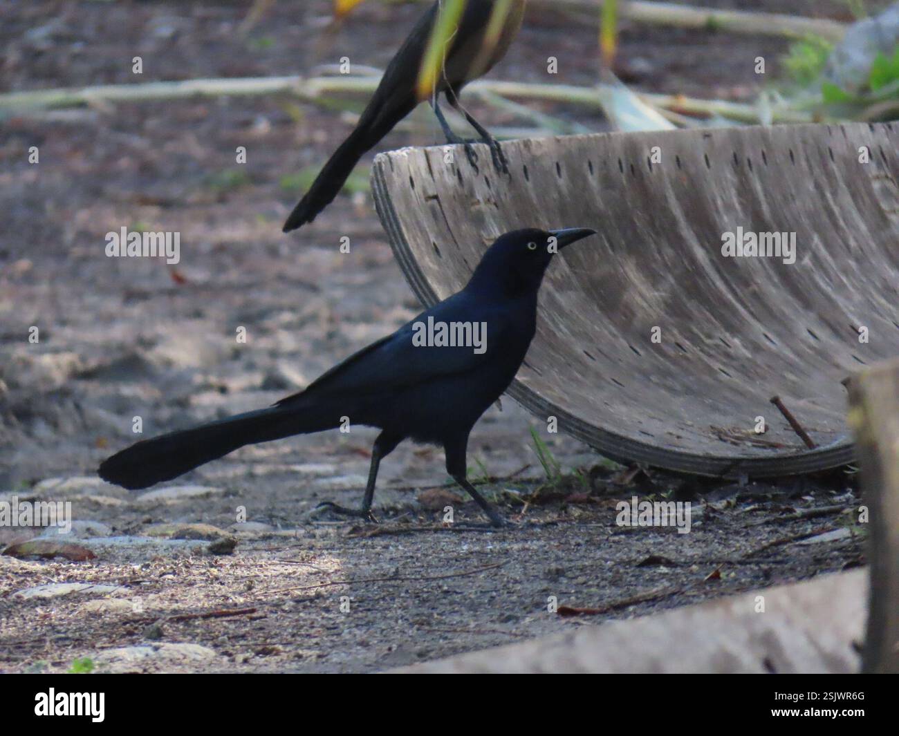 Great-tailed Grackle (Quiscalus mexicanus), Aves, 22430 Tijuana, Baja ...