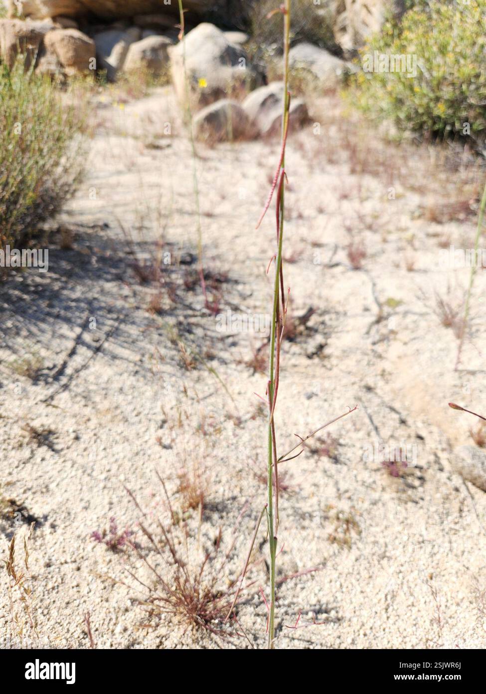 California primrose (Eulobus californicus), Plantae, Ensenada, MX-BN ...