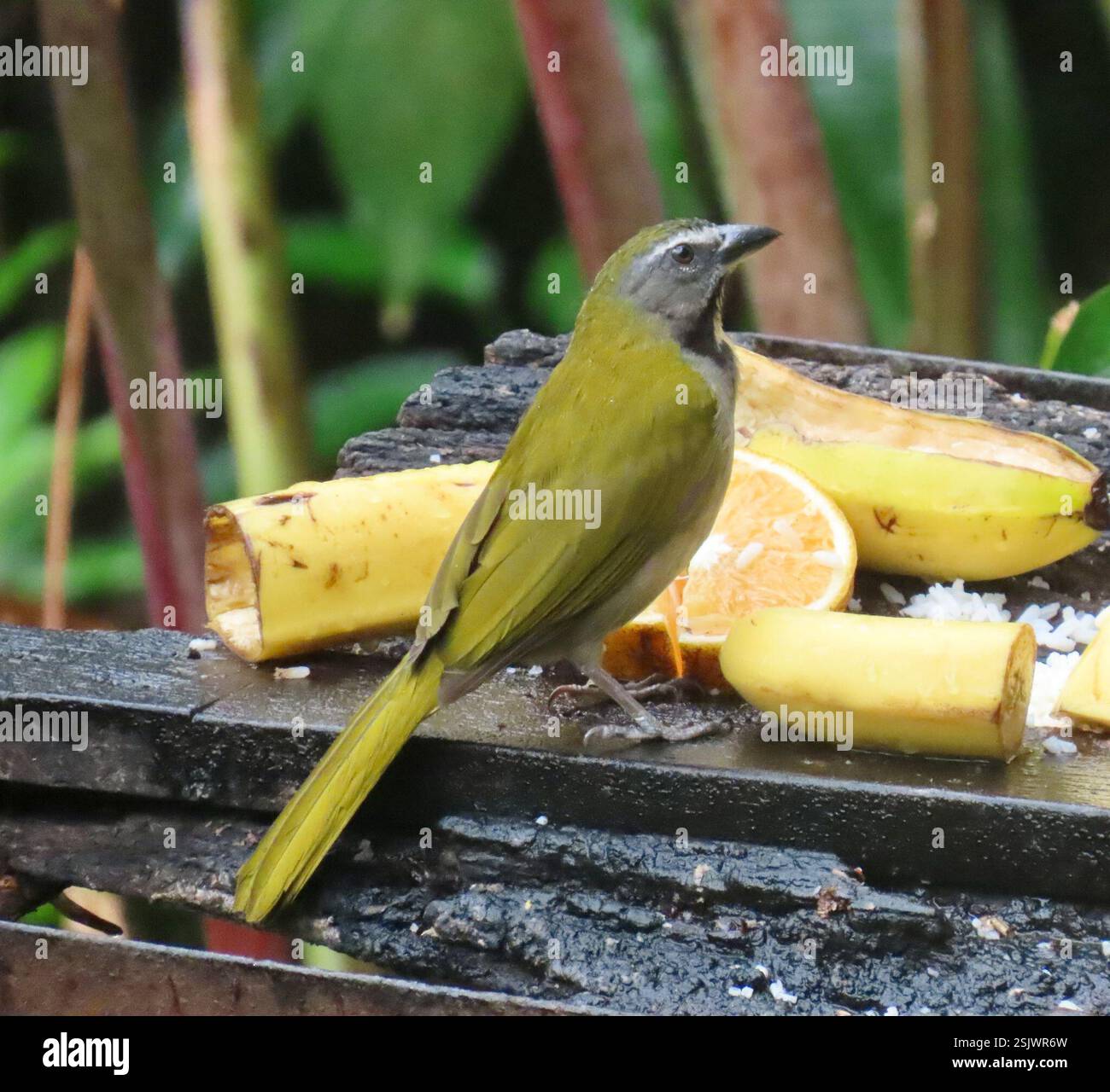 Buff-throated Saltator (Saltator maximus), Aves, Anton's Valley, Cocle ...