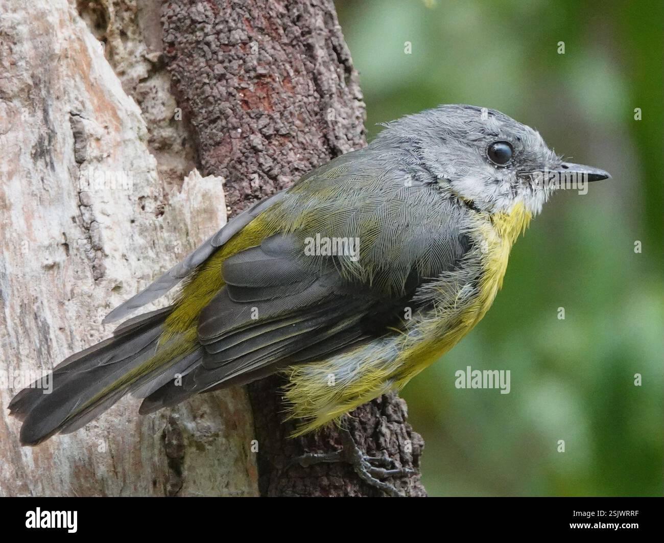Eastern Yellow Robin (Eopsaltria australis), Aves, The Basin VIC 3154 ...