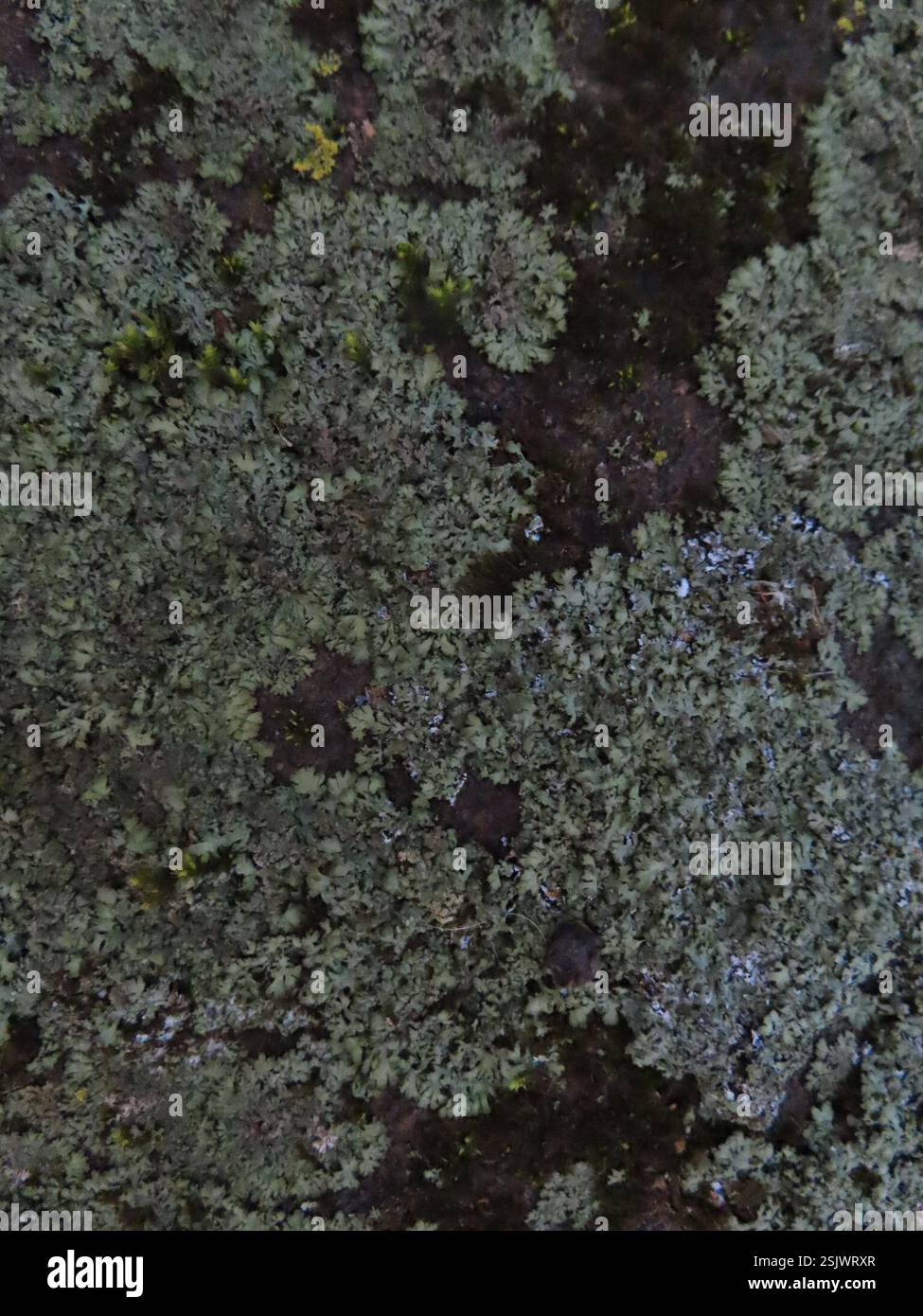 Powder-tipped Shadow Lichen (Phaeophyscia adiastola), Fungi, Waukesha ...