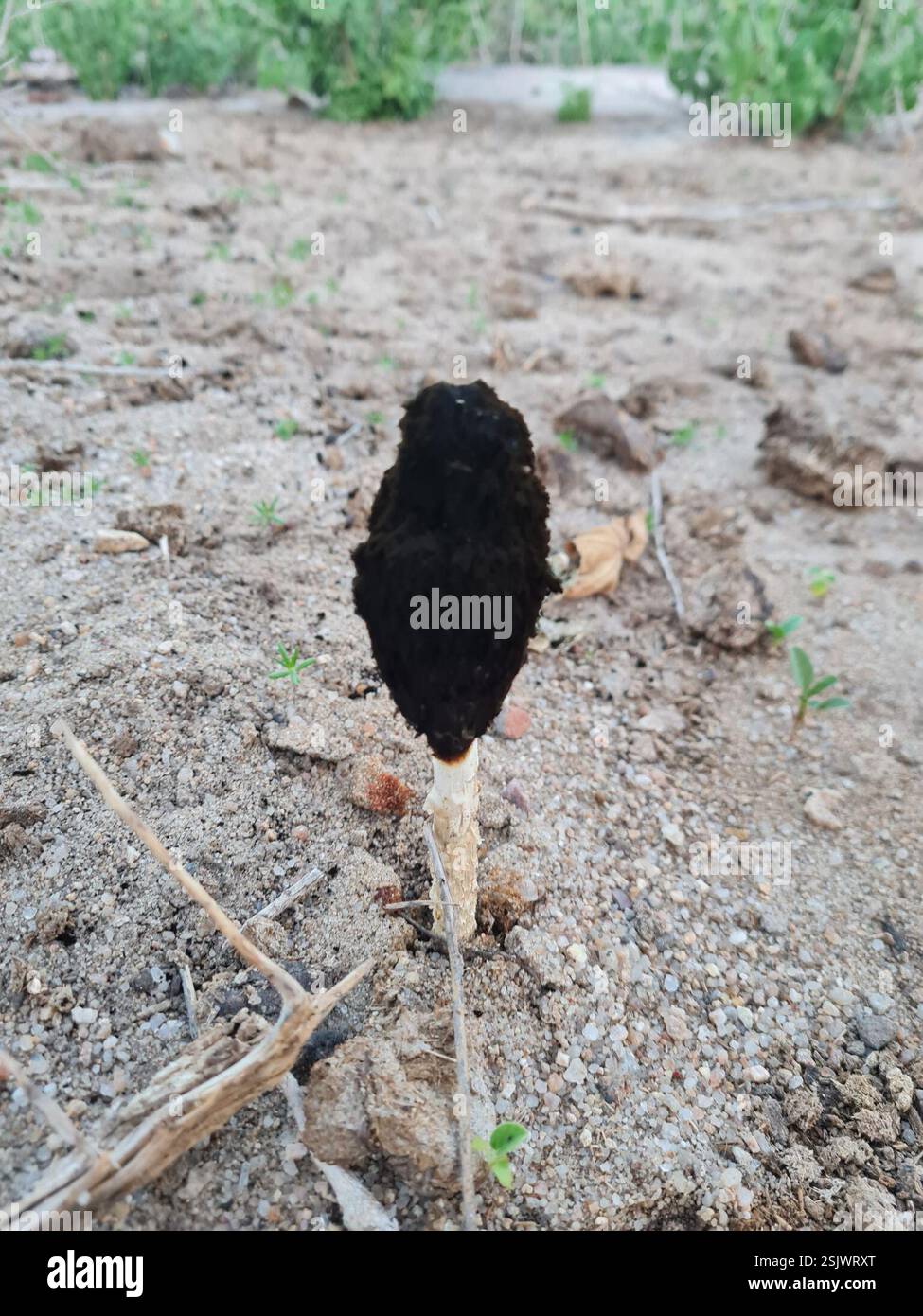 Desert Shaggymane (Podaxis pistillaris), Fungi, Santo André - PB ...