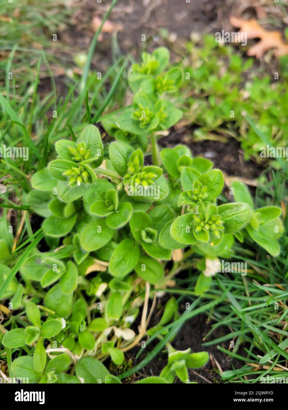 Sticky mouse-ear chickweed (Cerastium glomeratum), Plantae, Delta, BC ...
