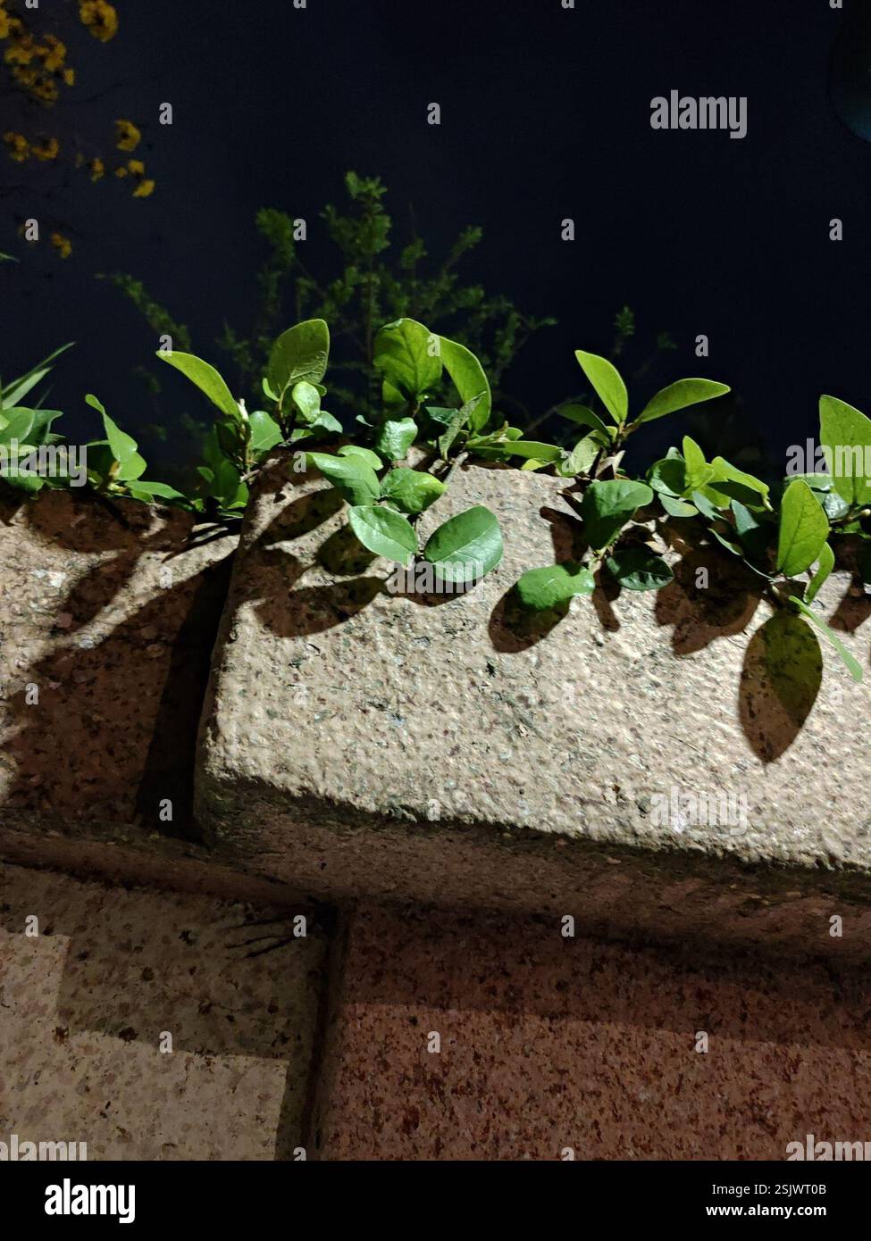 Climbing fig (Ficus pumila), Plantae, 100, Taiwan, 台北市中正區建國里 Stock ...