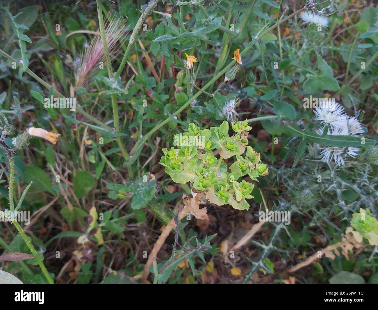 Sun spurge (Euphorbia helioscopia), Plantae, X97W+JRW, Meliha, Malta ...