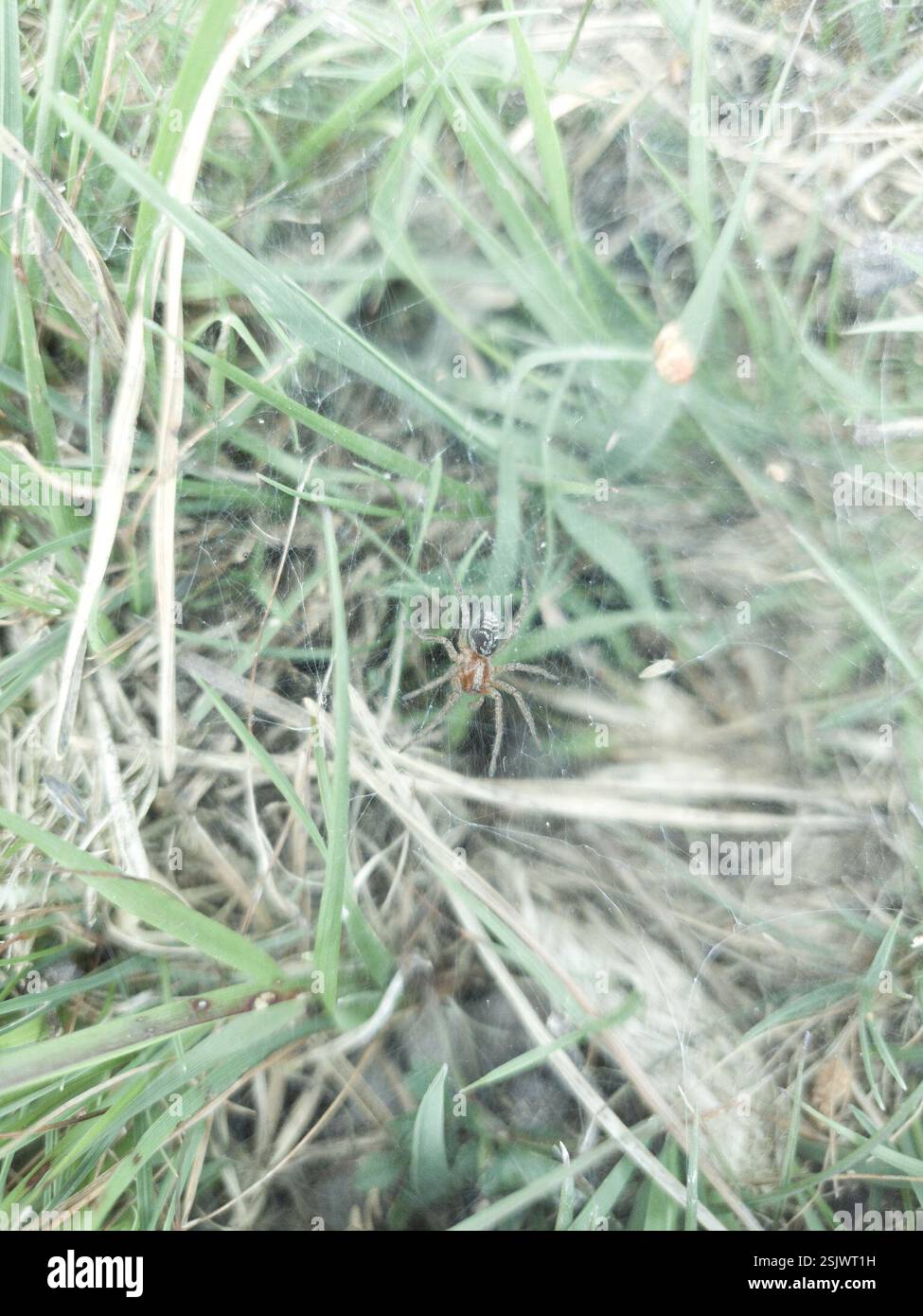 Labyrinth spider (Agelena labyrinthica), Arachnida, Lyndhurst, UK Stock ...