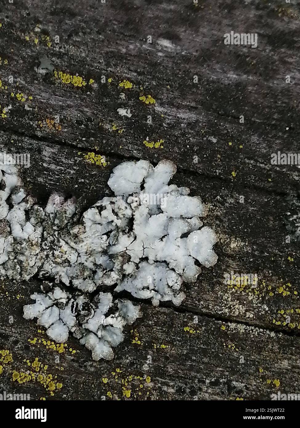 shield lichens (Parmelia), Fungi, Октябрьский, Иркутская обл., Россия ...
