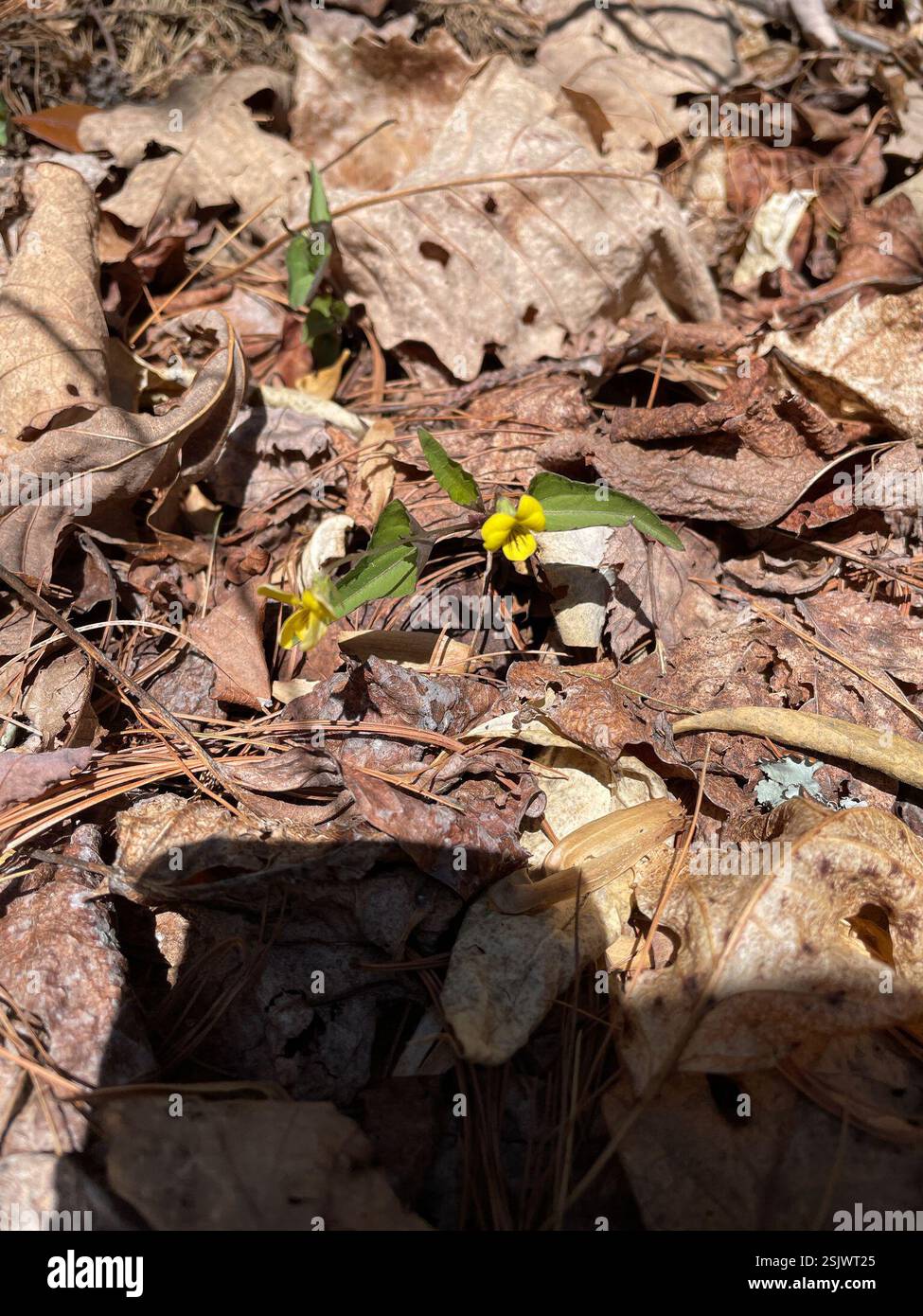 Halberd-leaved violet (Viola hastata), Plantae, Pisgah National Forest ...