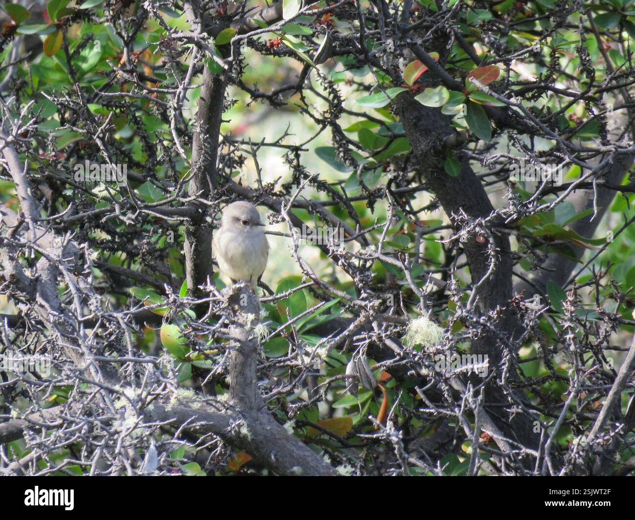 Patagonian Tyrant (Colorhamphus parvirostris), Aves, Ushuaia, Tierra ...