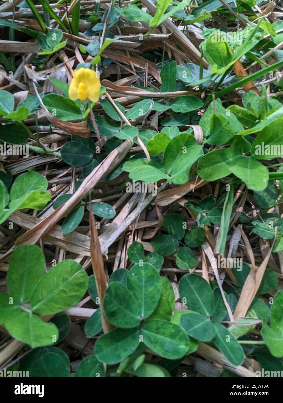pinto peanut (Arachis pintoi), Plantae, Patulul, Guatemala Stock Photo ...
