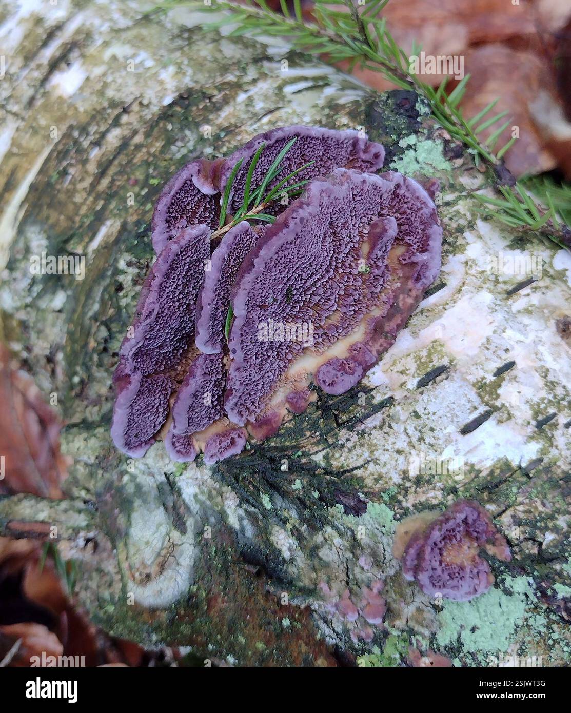 (Trichaptum), Fungi, Wielki Kack, Gdynia, Polska Stock Photo - Alamy