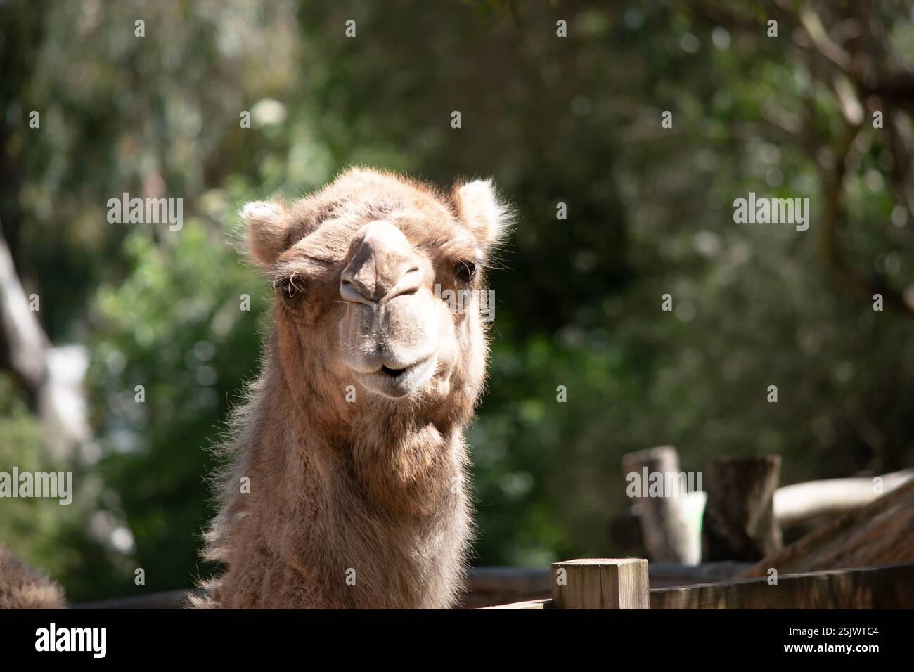 Camels are mammals with brown eyes, long lashes, a big-lipped snout and ...