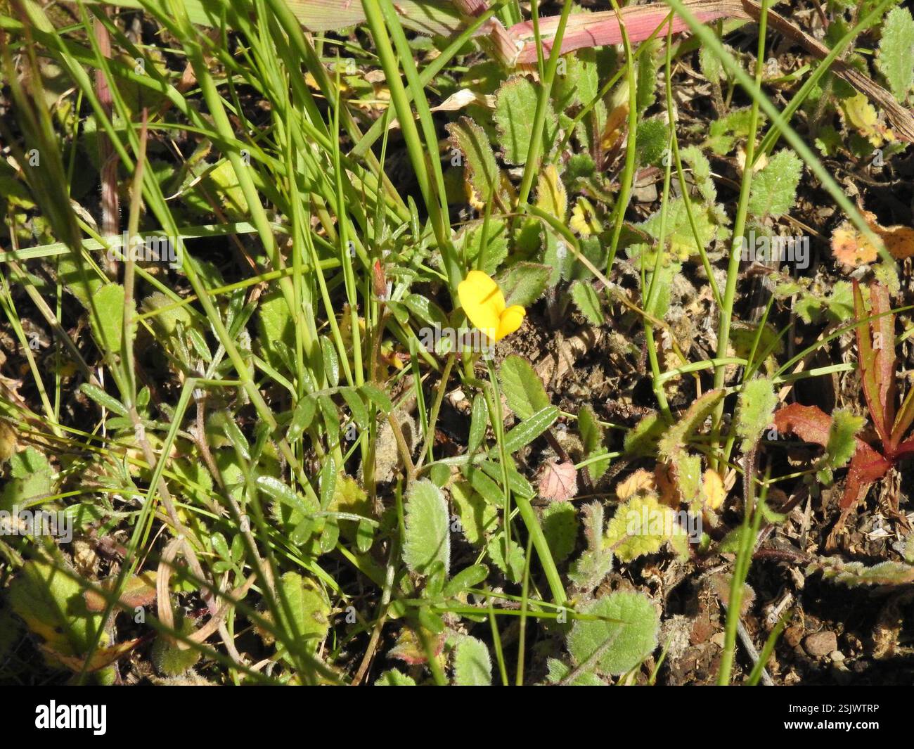 strigose lotus (Acmispon strigosus), Plantae, Los Angeles, California ...