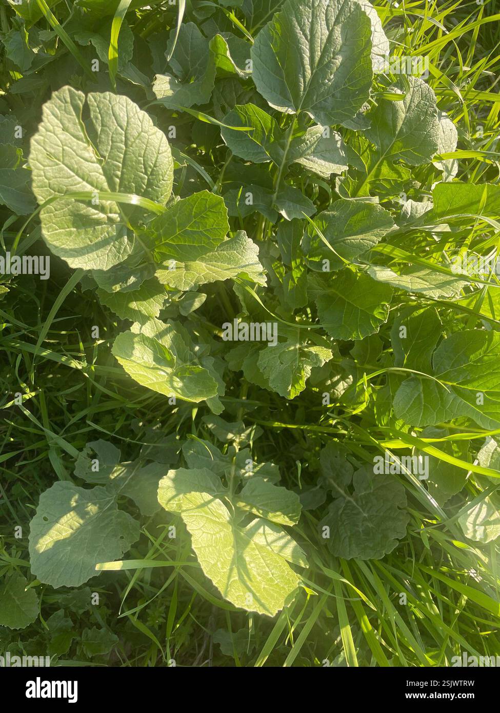 annual bastard cabbage (Rapistrum rugosum), Plantae, Plano, TX, US ...