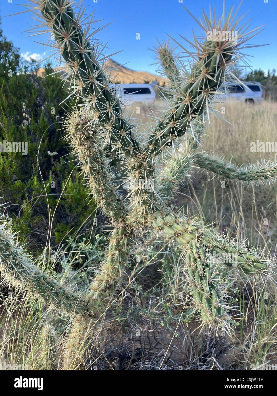 Buckhorn Cholla (Cylindropuntia acanthocarpa), Plantae, Mojave National Preserve, San Bernardino ...