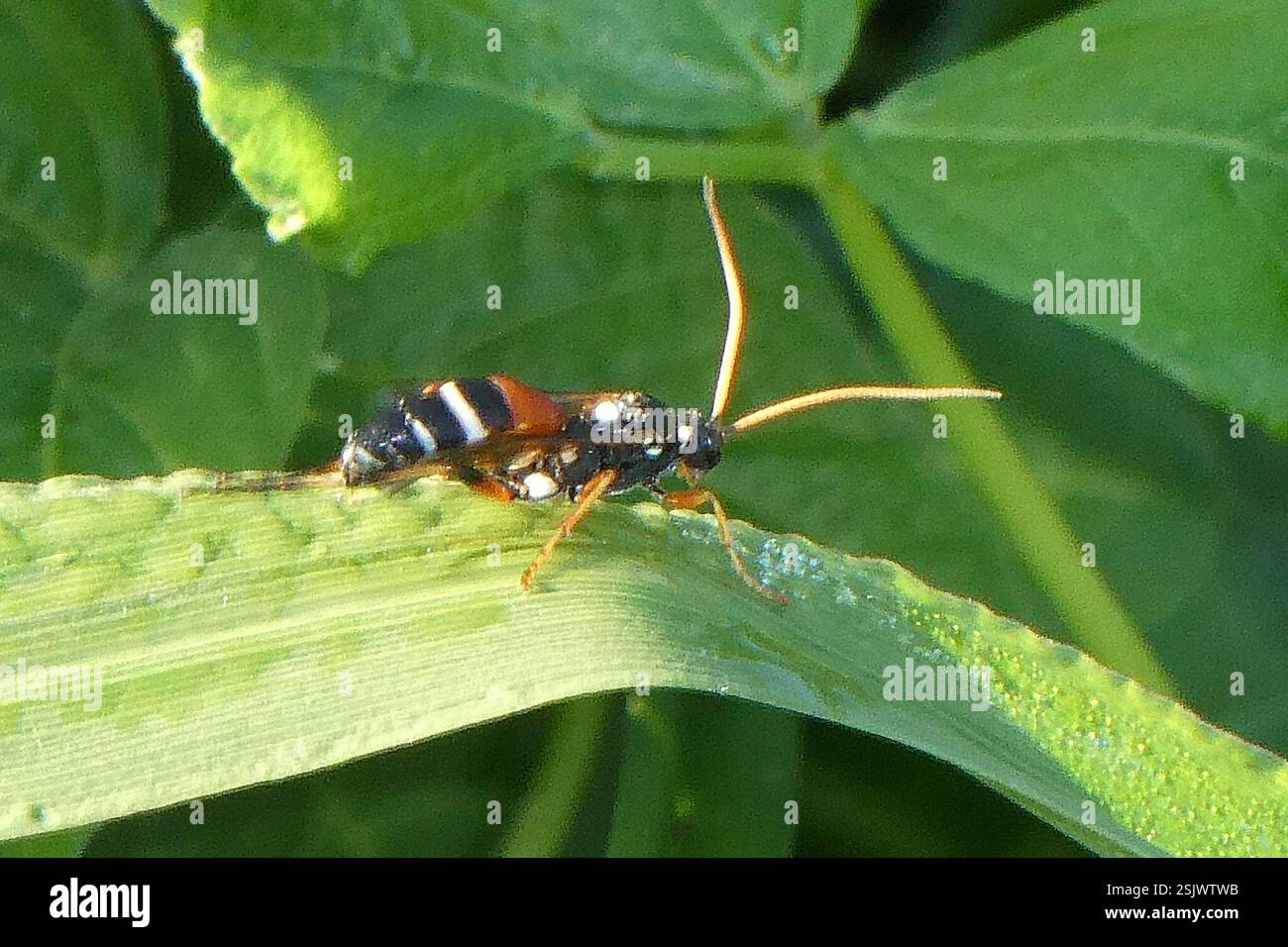 Armyworm Parasitoid Wasp (Ichneumon promissorius), Insecta, Thomas ...