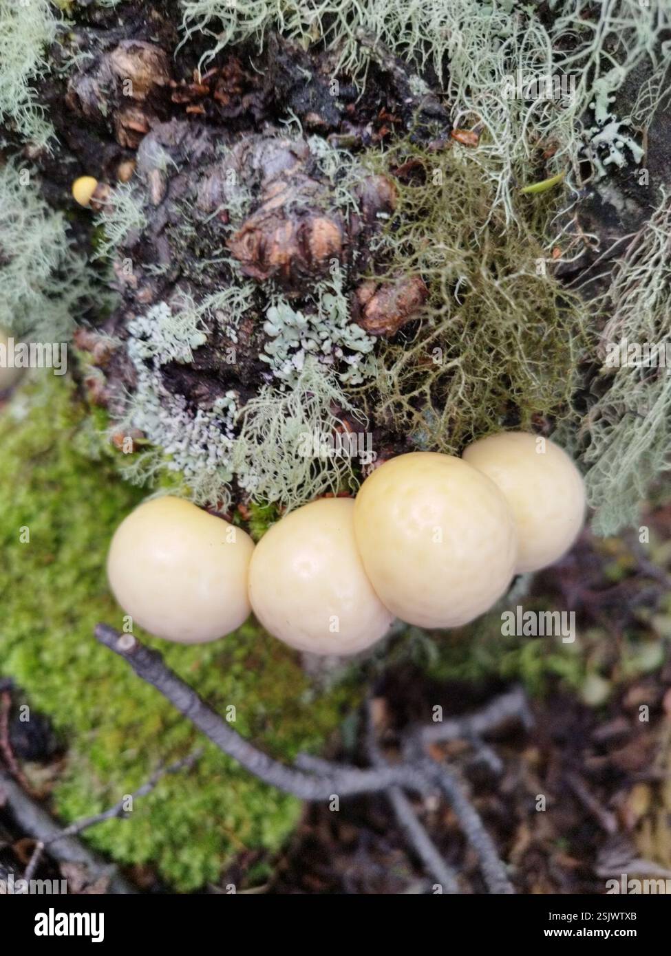 Darwin's fungus (Cyttaria darwinii), Fungi, Ushuaia, Tierra del Fuego ...