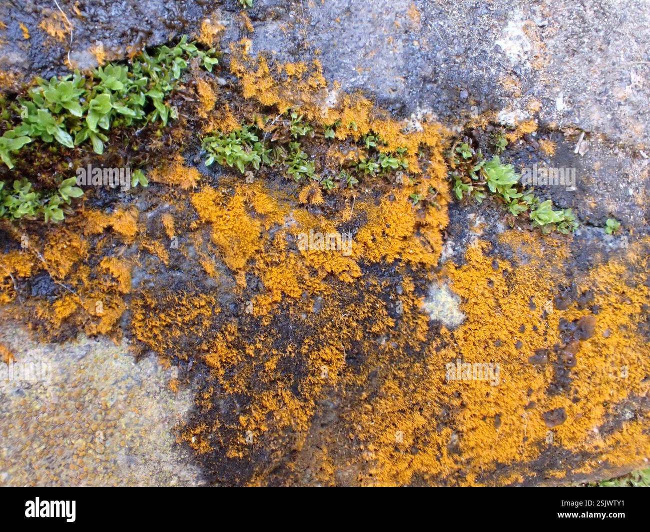 Orange Terrestrial Algae (Trentepohliales), Plantae, North Carolina, US Stock Photo - Alamy