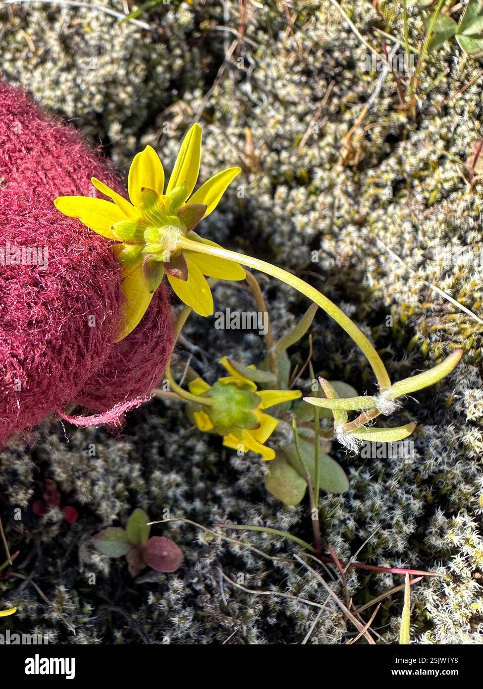 spring gold (Crocidium multicaule), Plantae, Columbia River Gorge ...