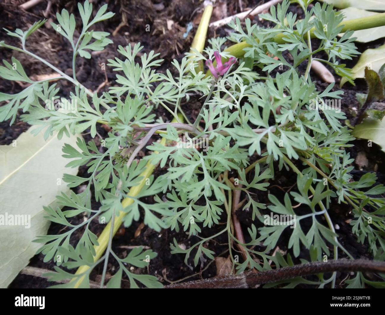 Common Fumitory (Fumaria officinalis), Plantae, MK12 5LL Stock Photo ...