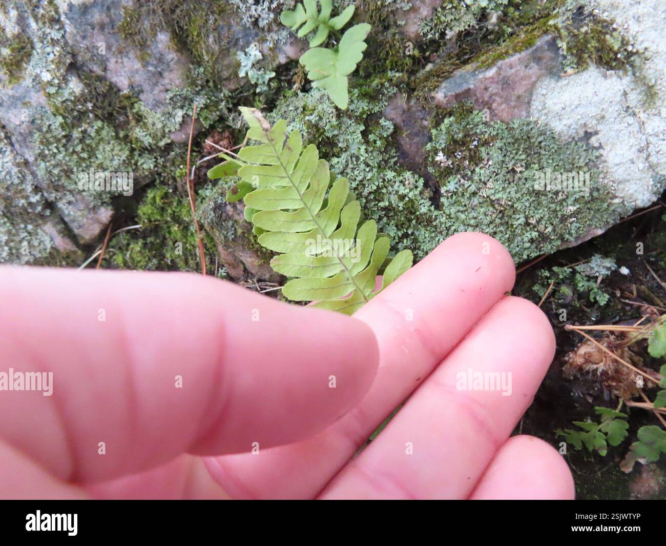 rock polypody (Polypodium virginianum), Plantae, Devil's Lake State ...