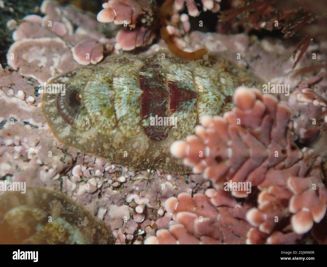 Gould's baby chiton (Cyanoplax dentiens), Mollusca, Oak Bay, BC, Canada ...