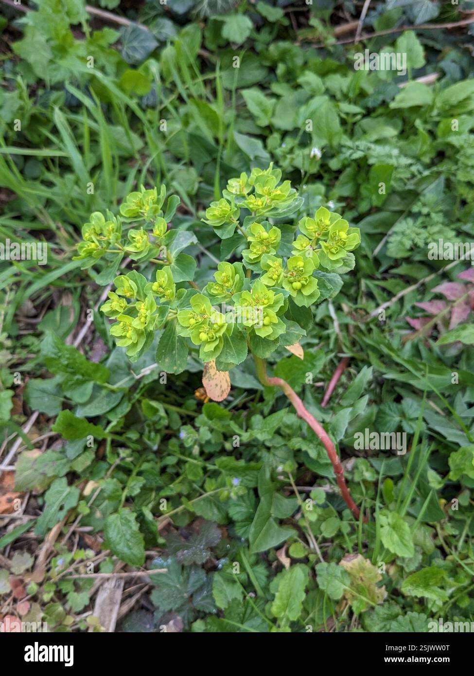 Sun spurge (Euphorbia helioscopia), Plantae, Saint-Léger-Vauban, France ...