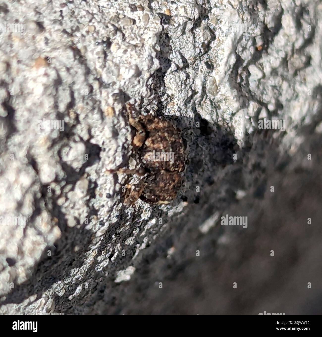 True Weevils (Curculionidae), Insecta, Colonia Forestal, Guatemala City ...