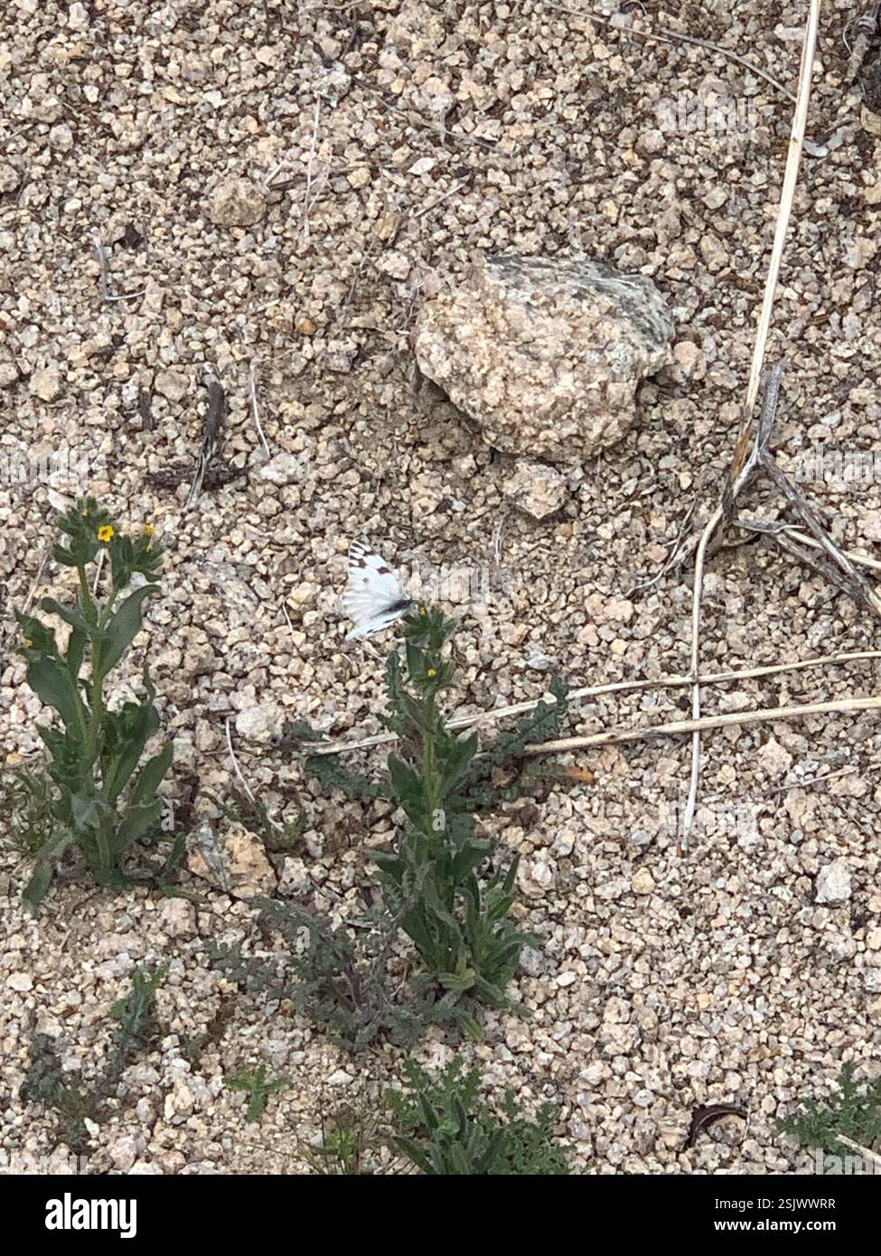 Checkered White (Pontia protodice), Insecta, Joshua Tree National Park ...