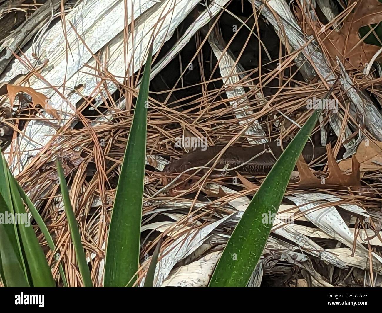 Broad-headed Skink (Plestiodon laticeps), Reptilia, Windsor Forest ...