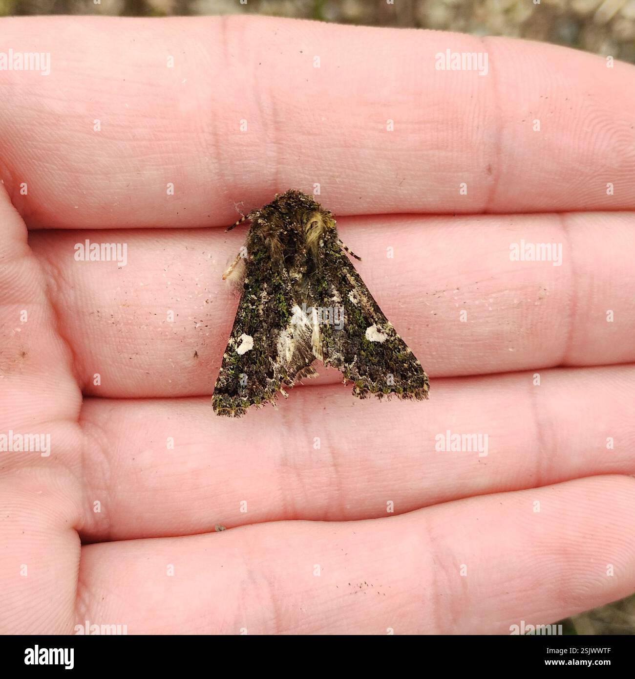 Green-brindled Dot (Valeria oleagina), Insecta, Building №9, 1766 g.k ...