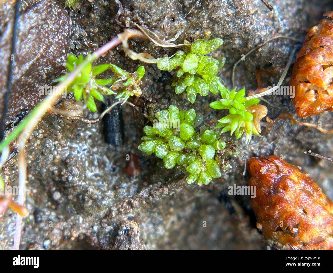Bottle Liverworts (Sphaerocarpos), Plantae, Monaña de Oro State Park ...