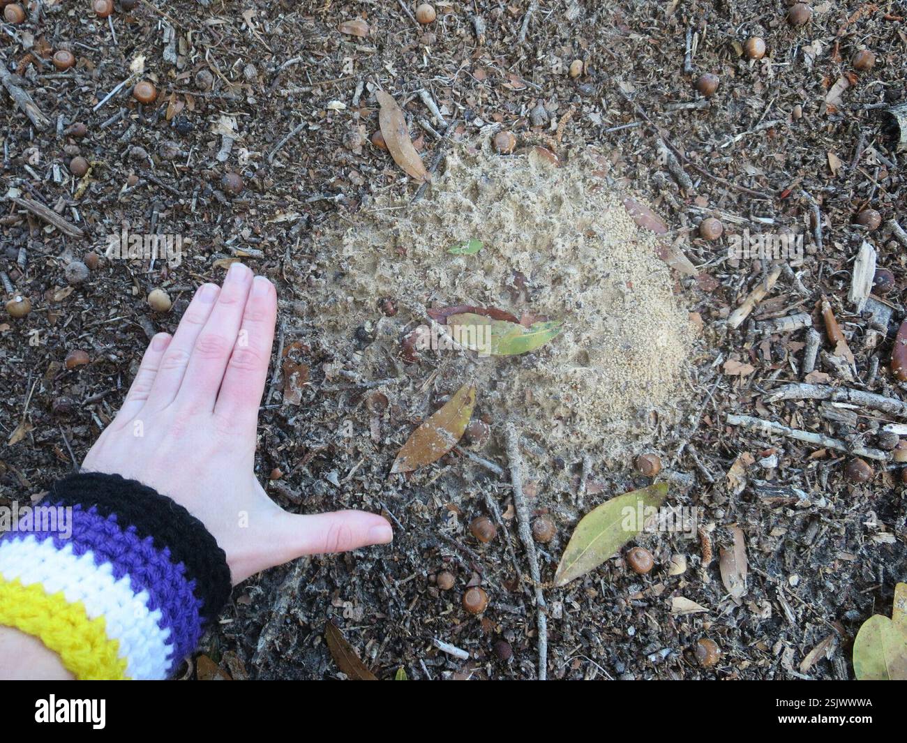 Northern Fungus-farming Ant (Trachymyrmex septentrionalis), Insecta ...