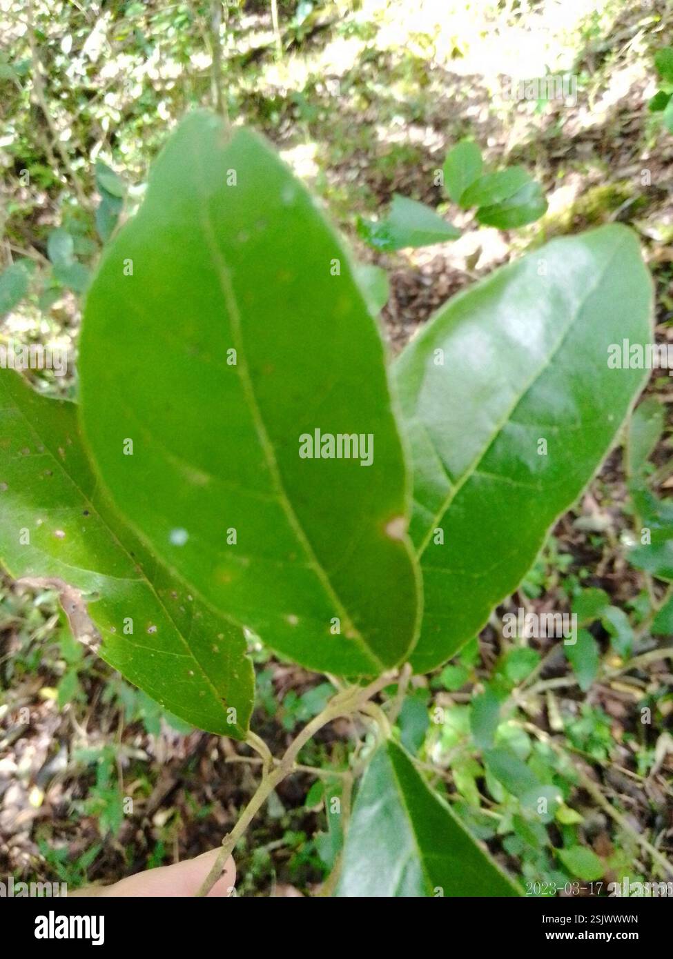 (Daphnopsis racemosa), Plantae, 37000 Departamento de Cerro Largo ...