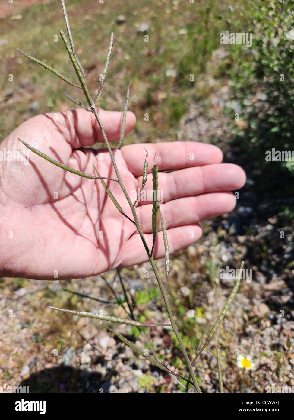 Saharan Mustard (Brassica tournefortii), Plantae, Ensenada, MX-BN, MX ...