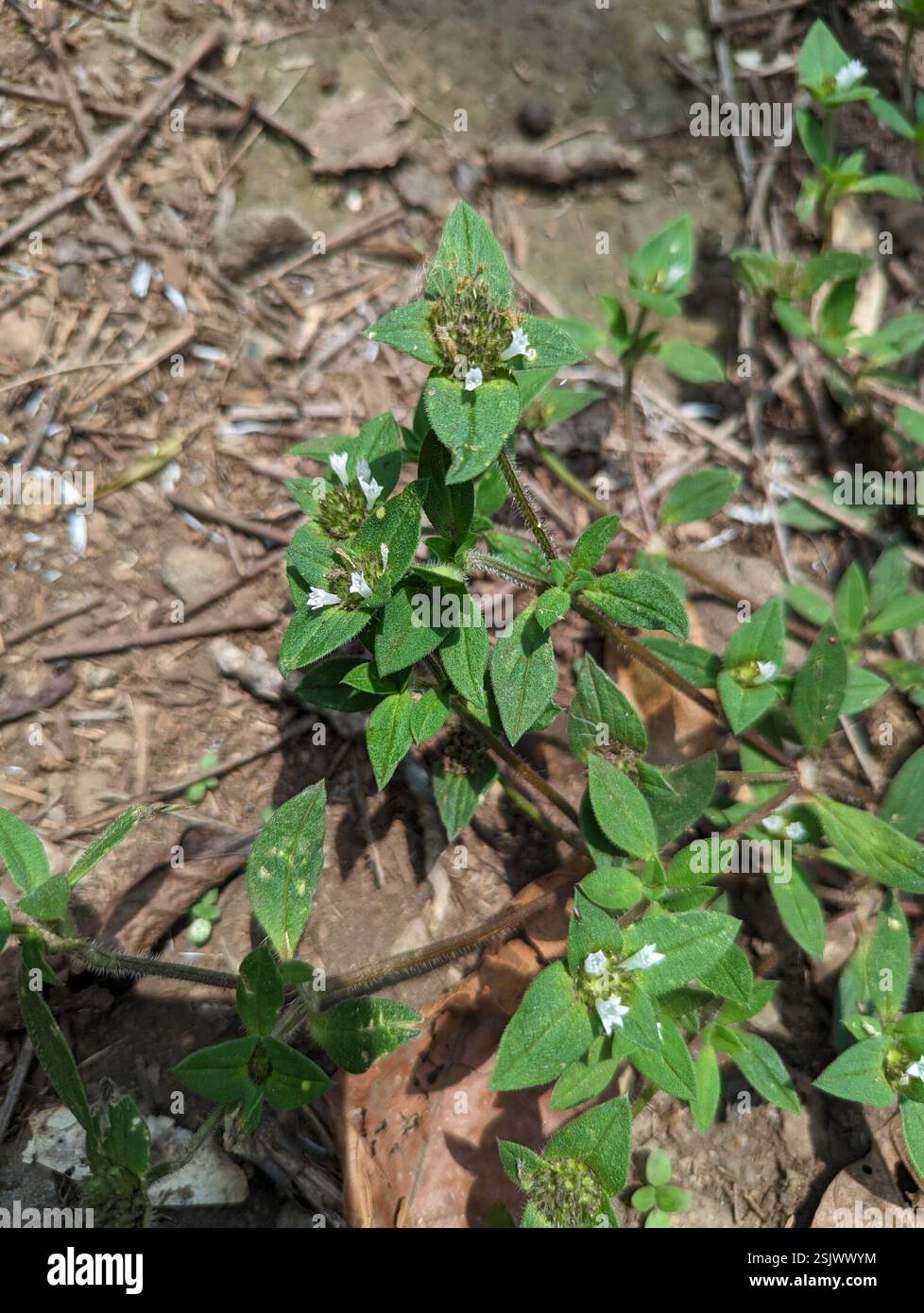 Florida Pusley (Richardia scabra), Plantae, Patulul, Guatemala Stock ...