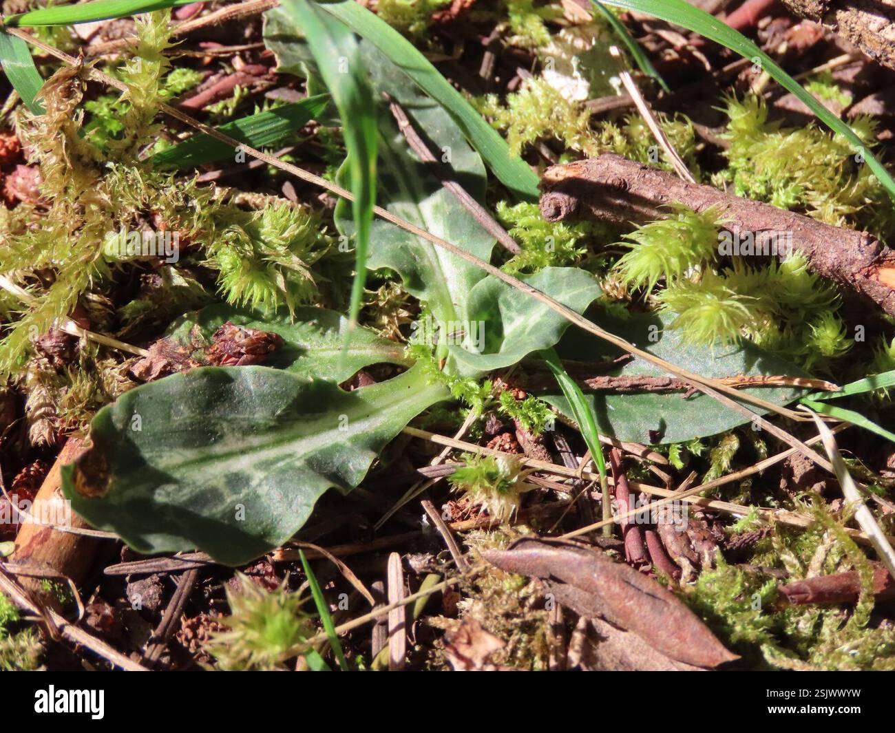 Western Rattlesnake Plantain (Goodyera oblongifolia), Plantae, Capital ...