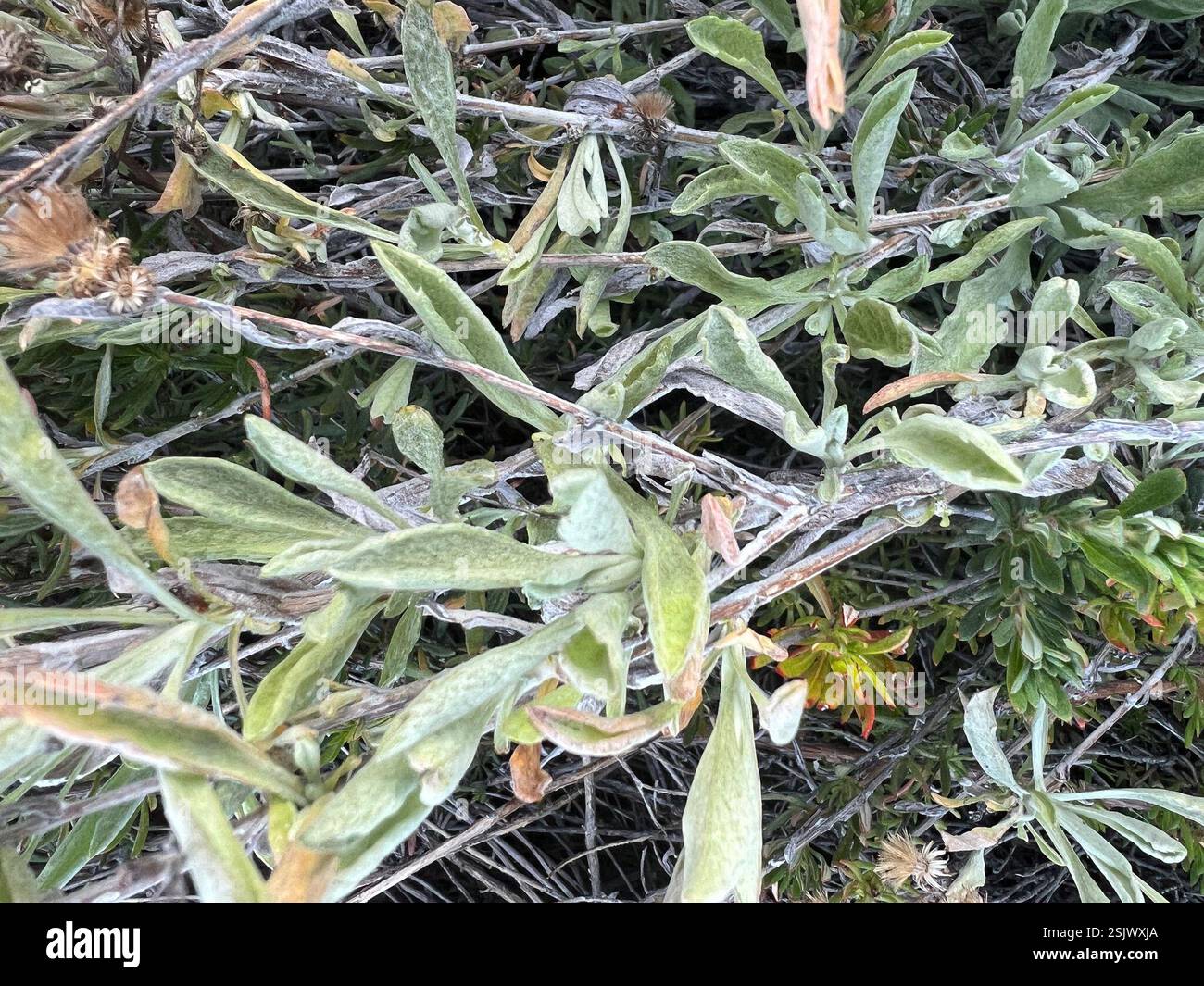 California Aster (Corethrogyne filaginifolia), Plantae, Orange County ...