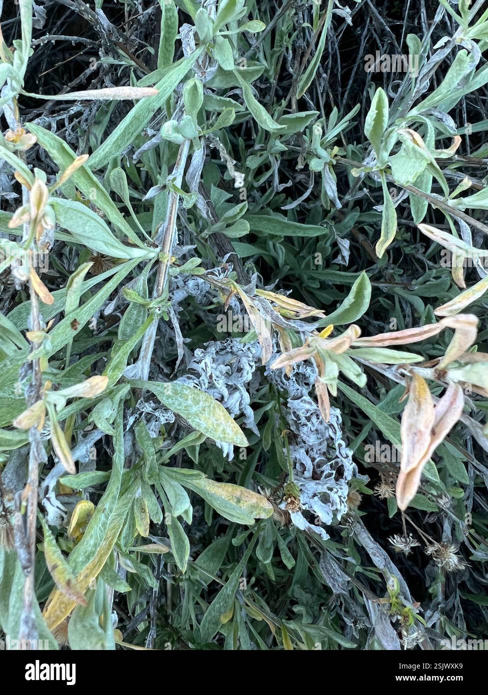 California Aster (Corethrogyne filaginifolia), Plantae, Orange County ...