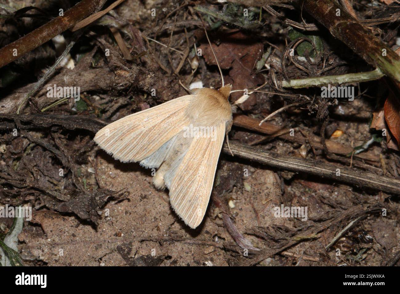 Common Wainscot (Mythimna pallens), Insecta, 8400 Ebeltoft, Danmark ...