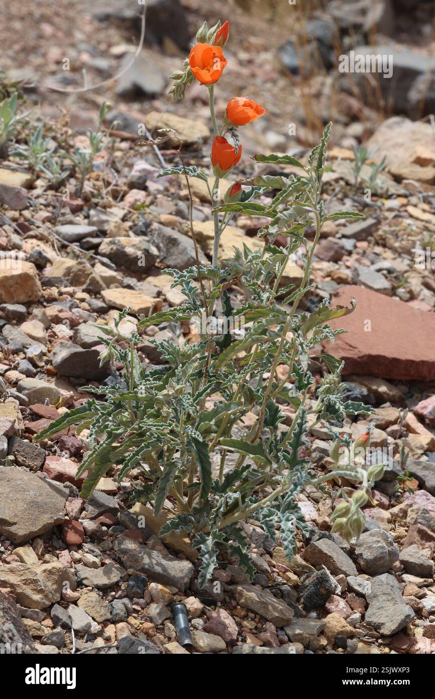 spear globemallow (Sphaeralcea hastulata), Plantae, Doña Ana County, NM ...