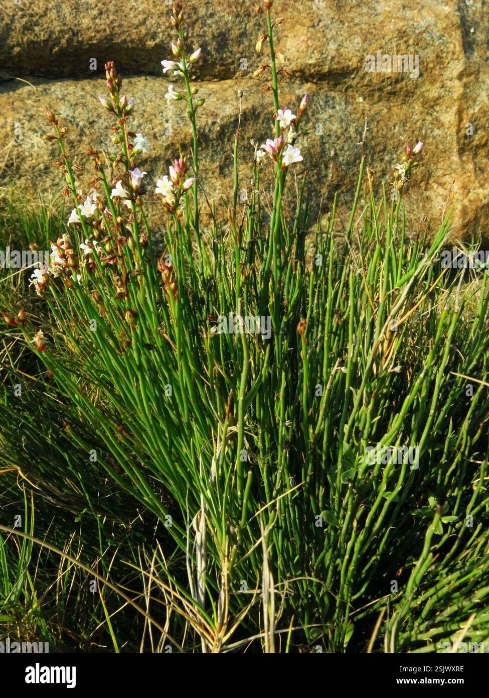 Water Pimpernel (Samolus porosus), Plantae, Leisure Crest, Port Edward ...