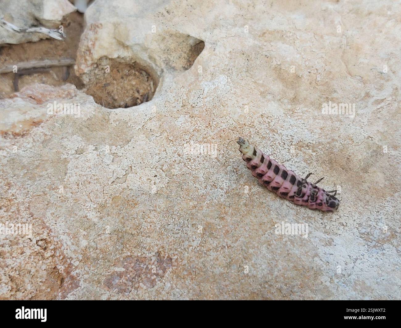 Maltese Glow-worm (Lampyris pallida), Insecta, 35.8790926455,14. ...
