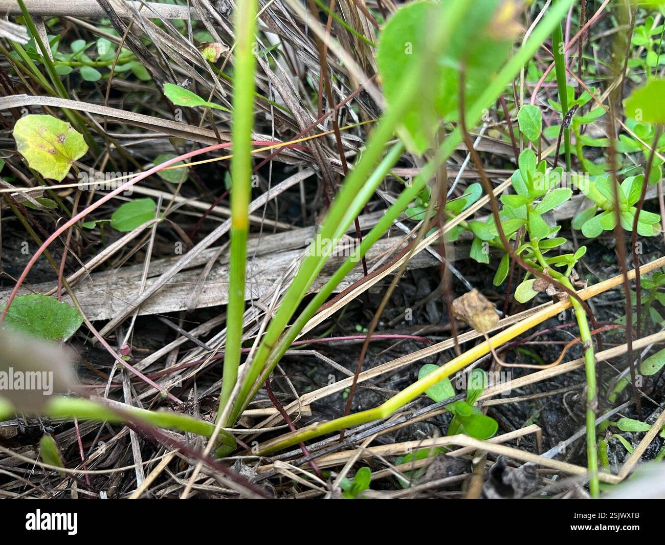 Southern Beaksedge (Rhynchospora microcarpa), Plantae, Florida, US ...