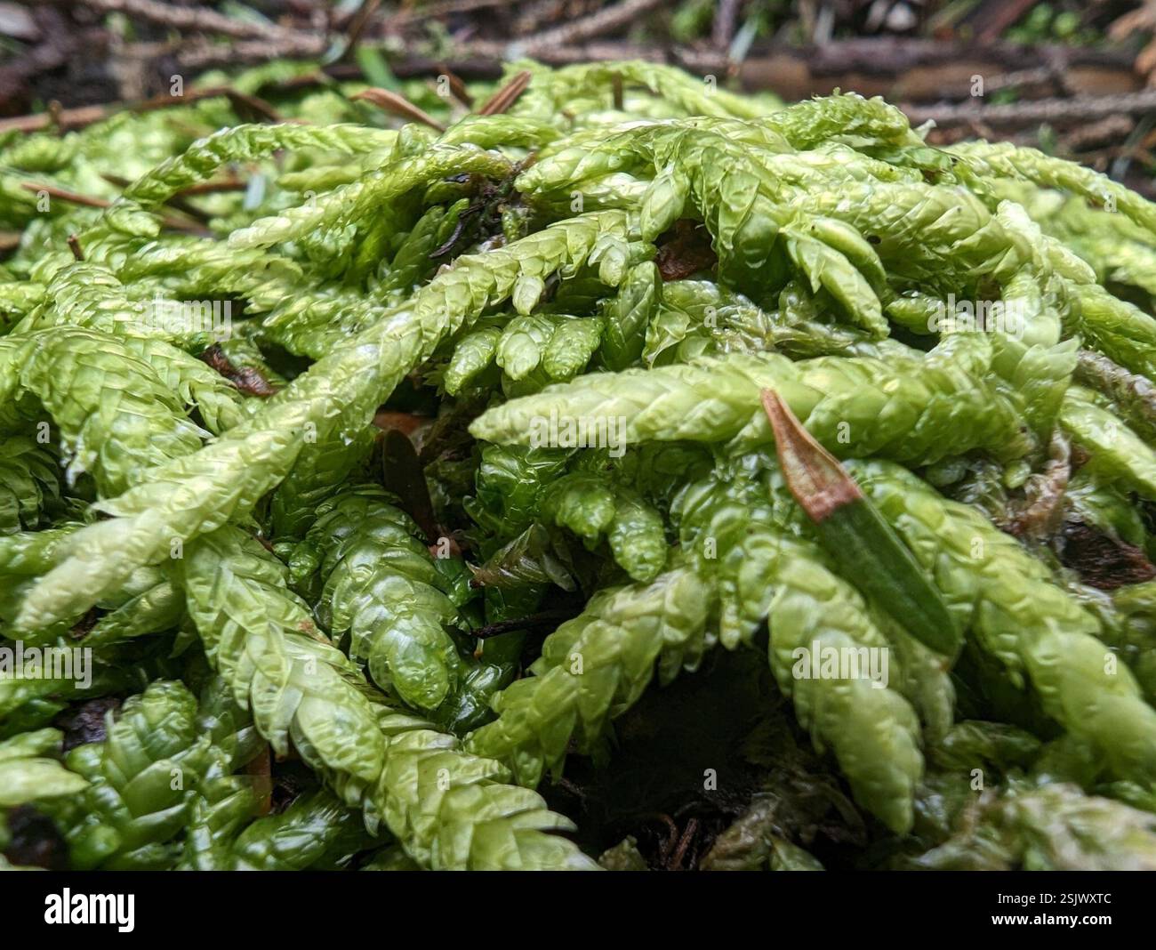 Waved Silk-moss (Plagiothecium undulatum), Plantae, West Vancouver, BC ...