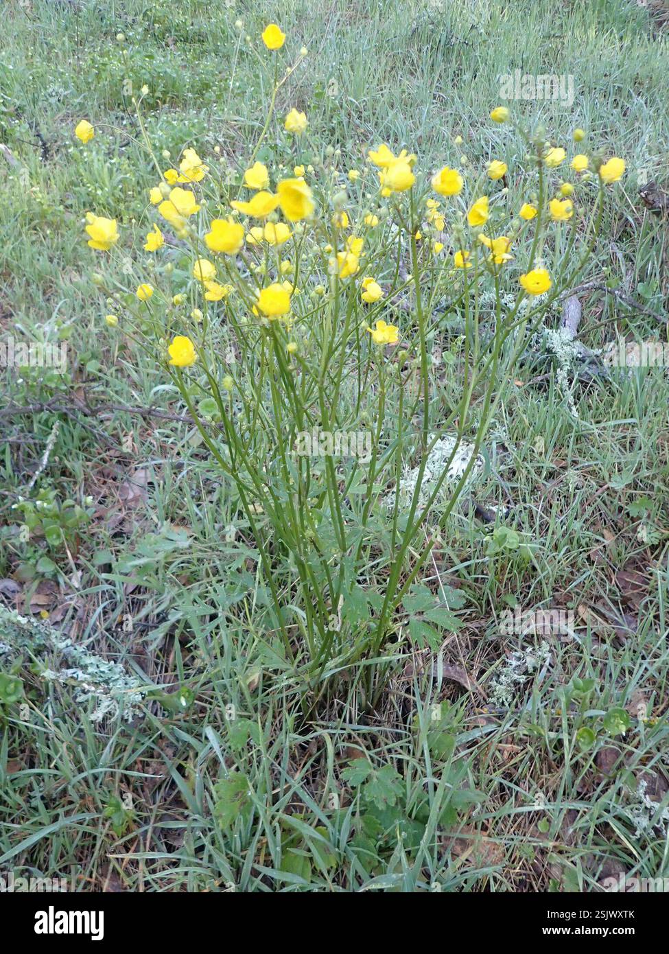 Western Buttercup (Ranunculus occidentalis), Plantae, Monte Vista Trail ...