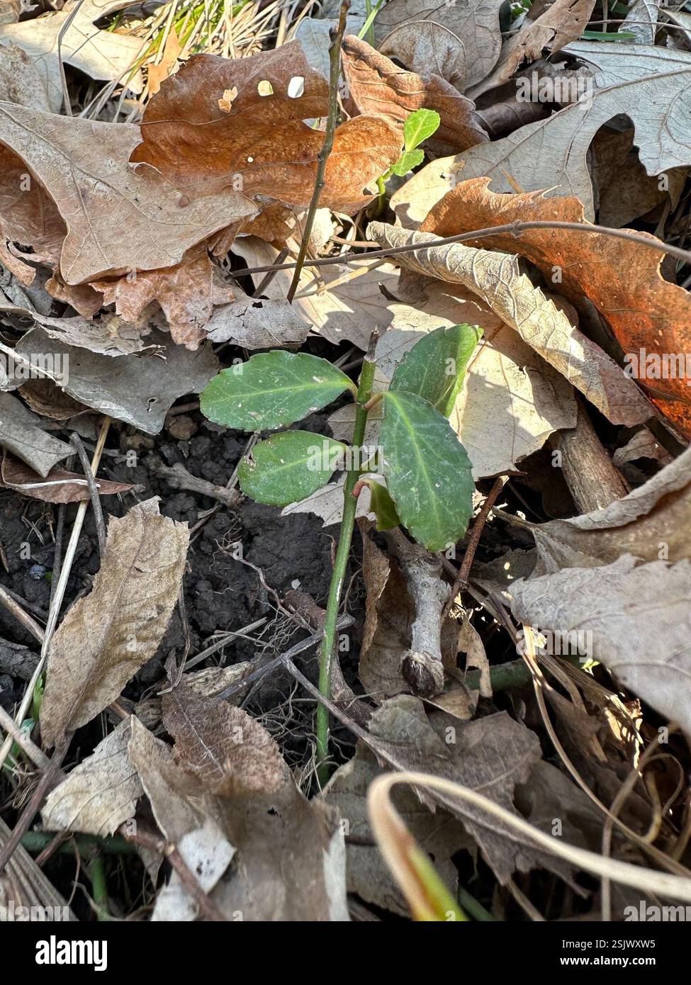 fortune's spindle (Euonymus fortunei), Plantae, Burr Oak Woods ...