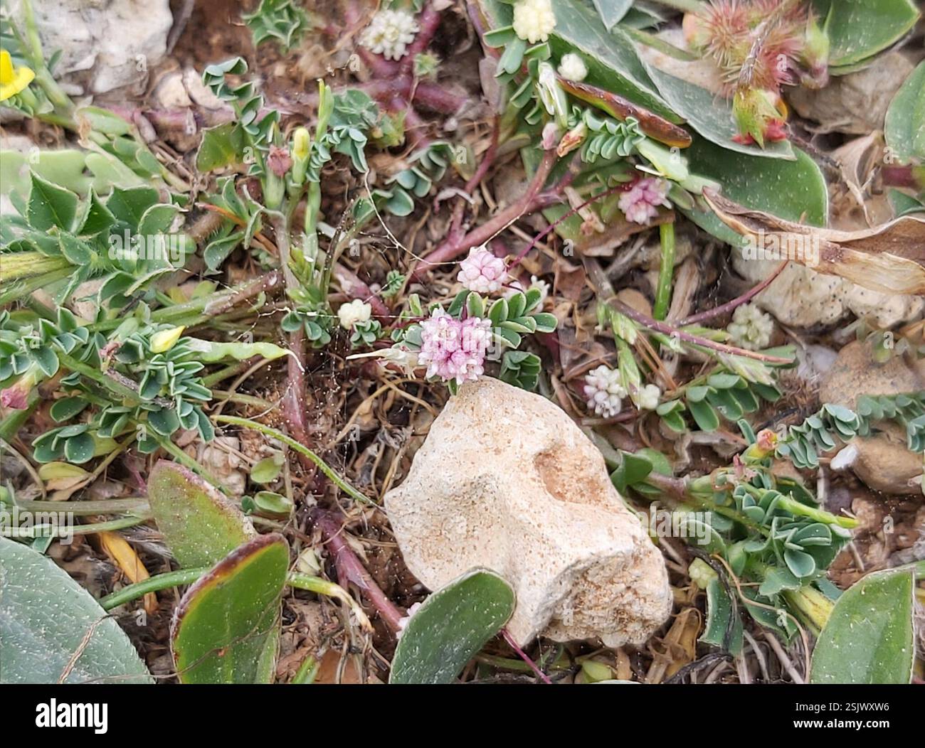 Clover Dodder (Cuscuta epithymum), Plantae, X9W8+CJM, Meliha, Malta ...