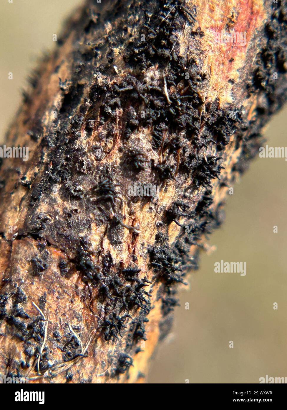 (Propolis), Fungi, Pecho Rd, Los Osos, CA, US Stock Photo - Alamy